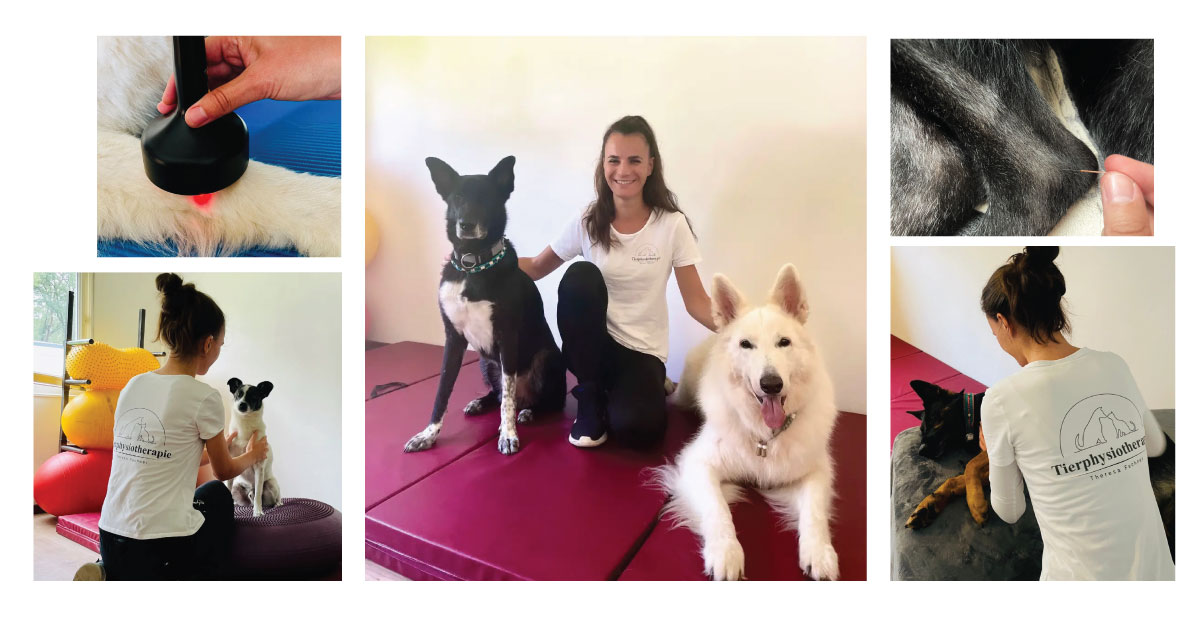 Tierphysiotherapie Theresa Fechner - Hunde und Katzen Physio